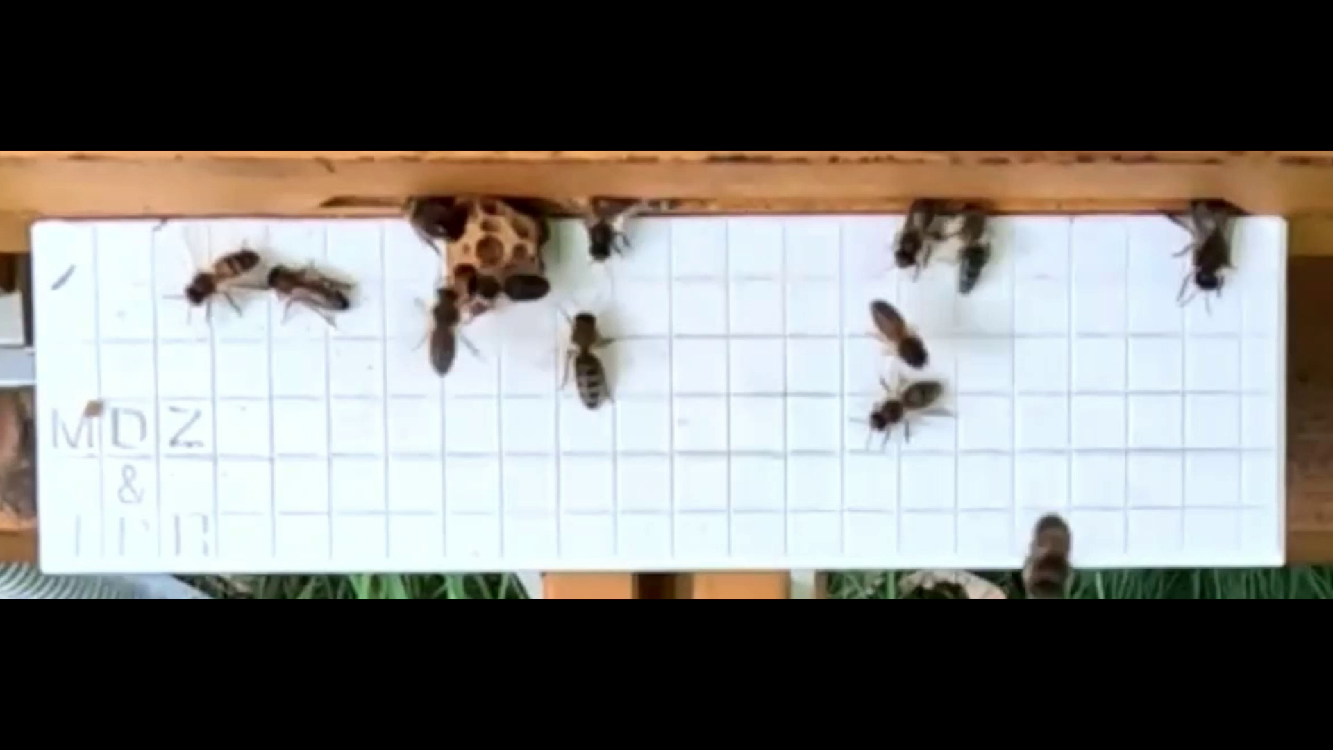 Worker/Drone Object Detection Dataset by Digitalisierungsprojekt Imkerei