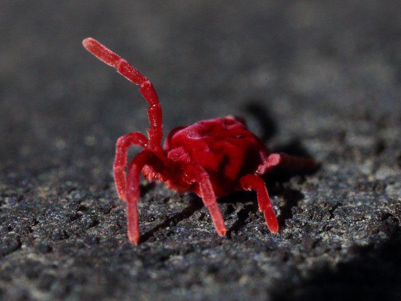 redspider Object Detection Dataset by aryan serasinghe