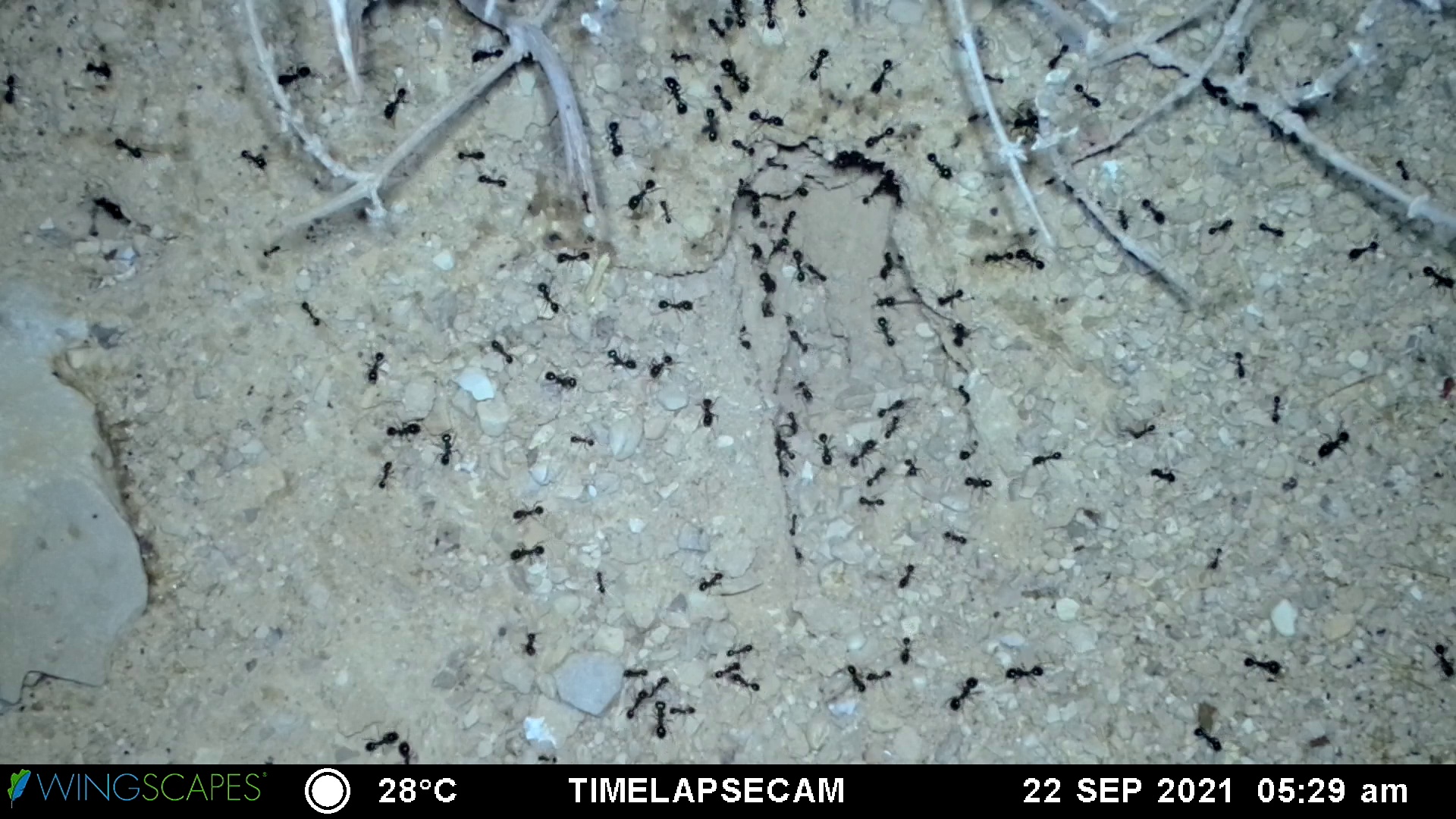 rest_of_ant_first_batch Object Detection Dataset by fliestagging