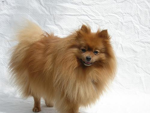 Pomeranian Object Detection Dataset by 23 project