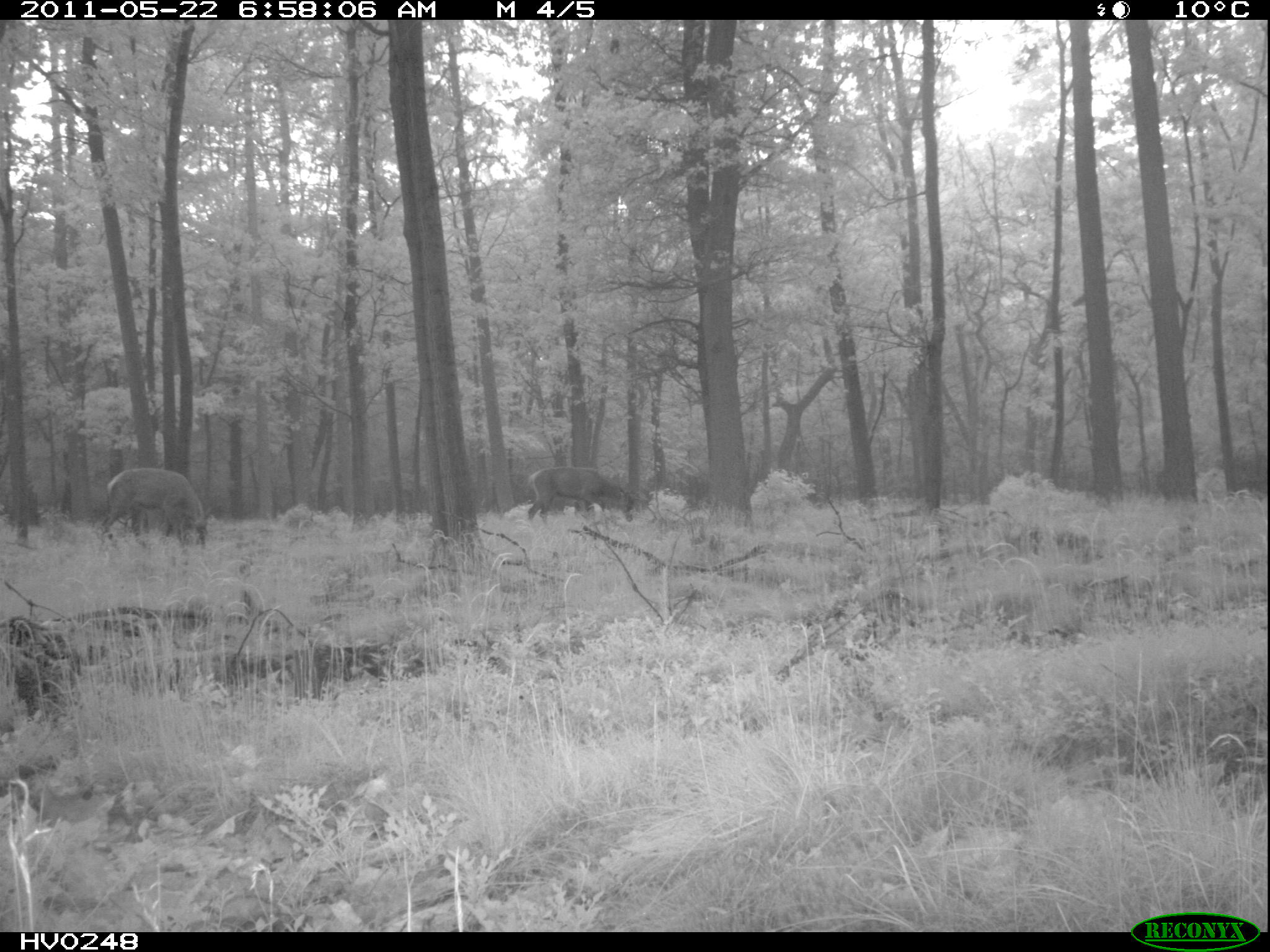 Deer Classification - Roboflow Universe