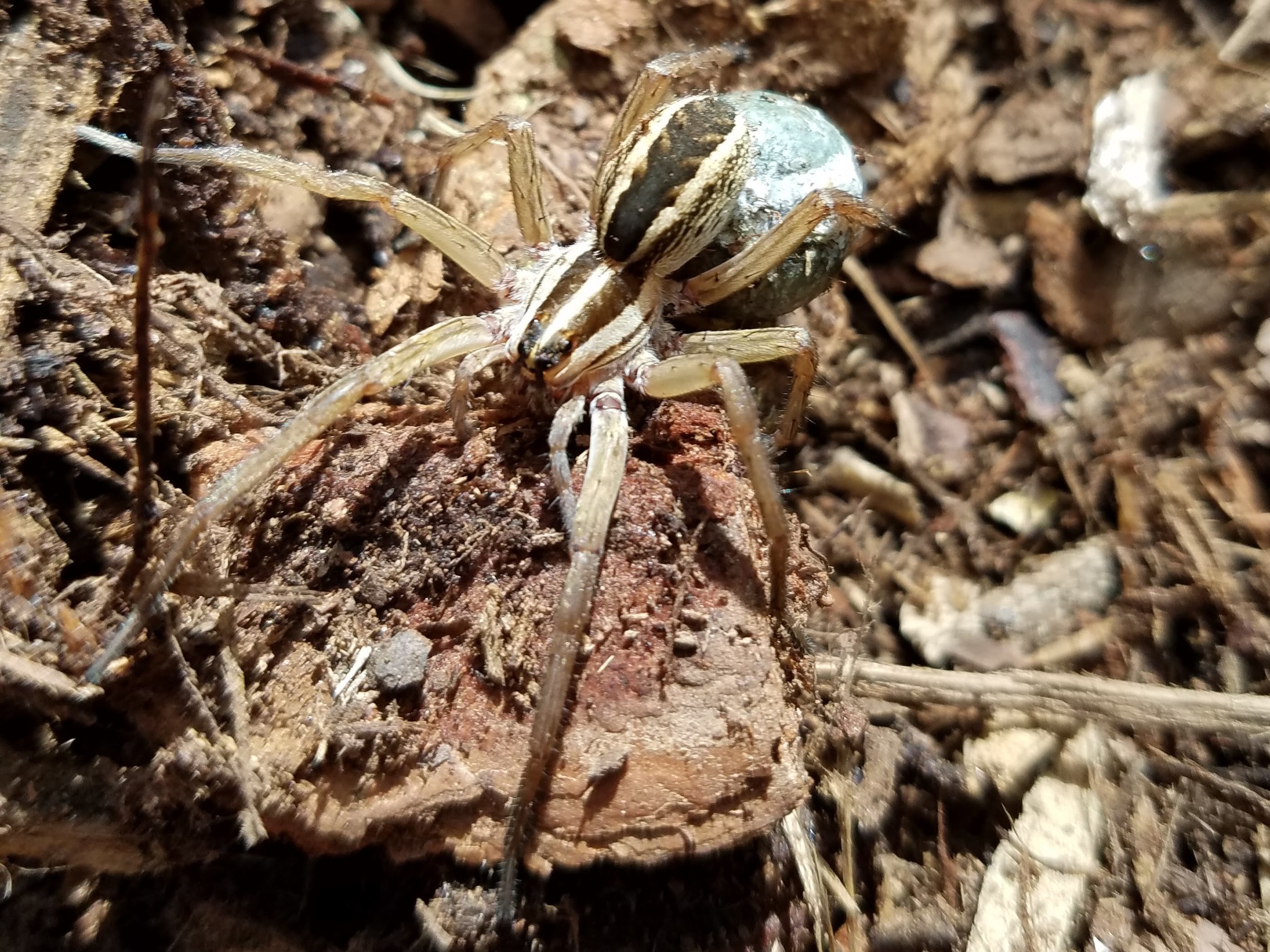 Spider Dataset Object Detection Dataset and Pre-Trained Model by 4