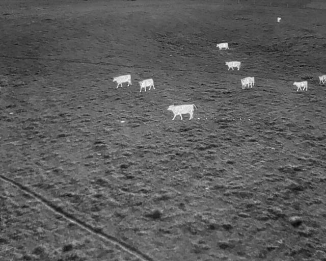 Cattle Detection Object Detection Dataset By Cattle Detection