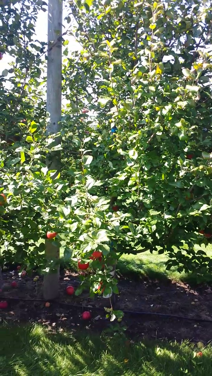 apples Object Detection Dataset and Pre-Trained Model by apel