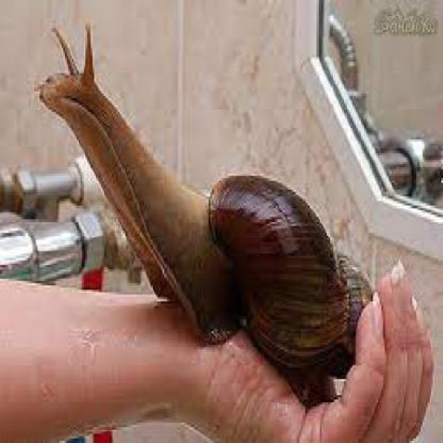 Efficient Harmful Snail Detection and Classification Using YOLO v8 Deep ...