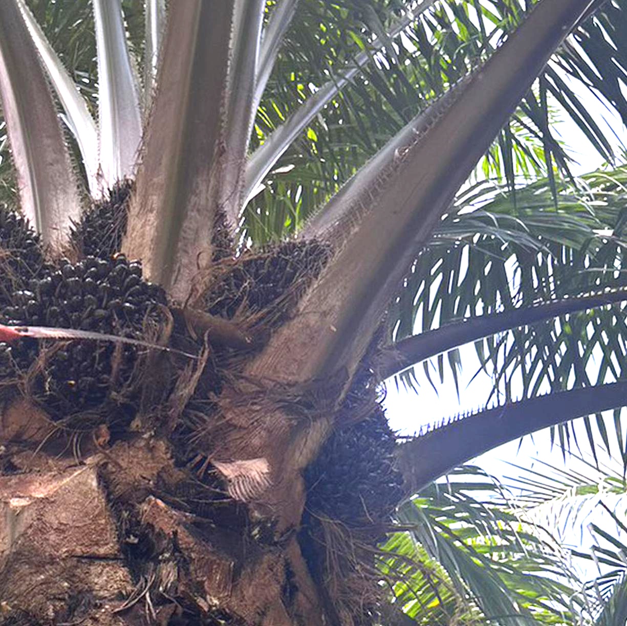 Only Detect Palm Object Detection Dataset By Cmkl