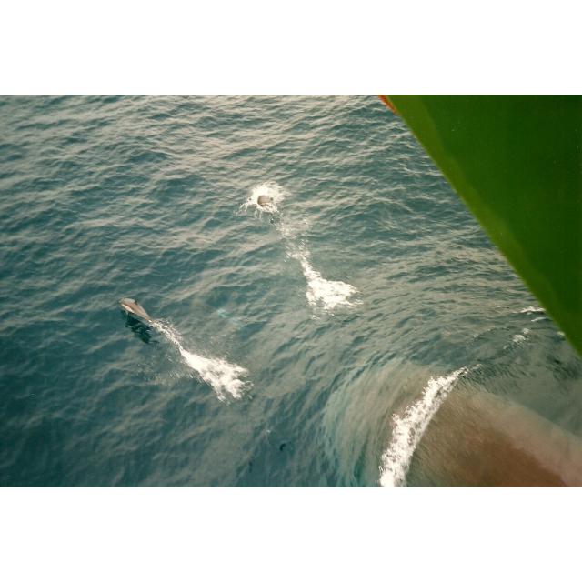 5classv6 Object Detection Dataset By Nbduy