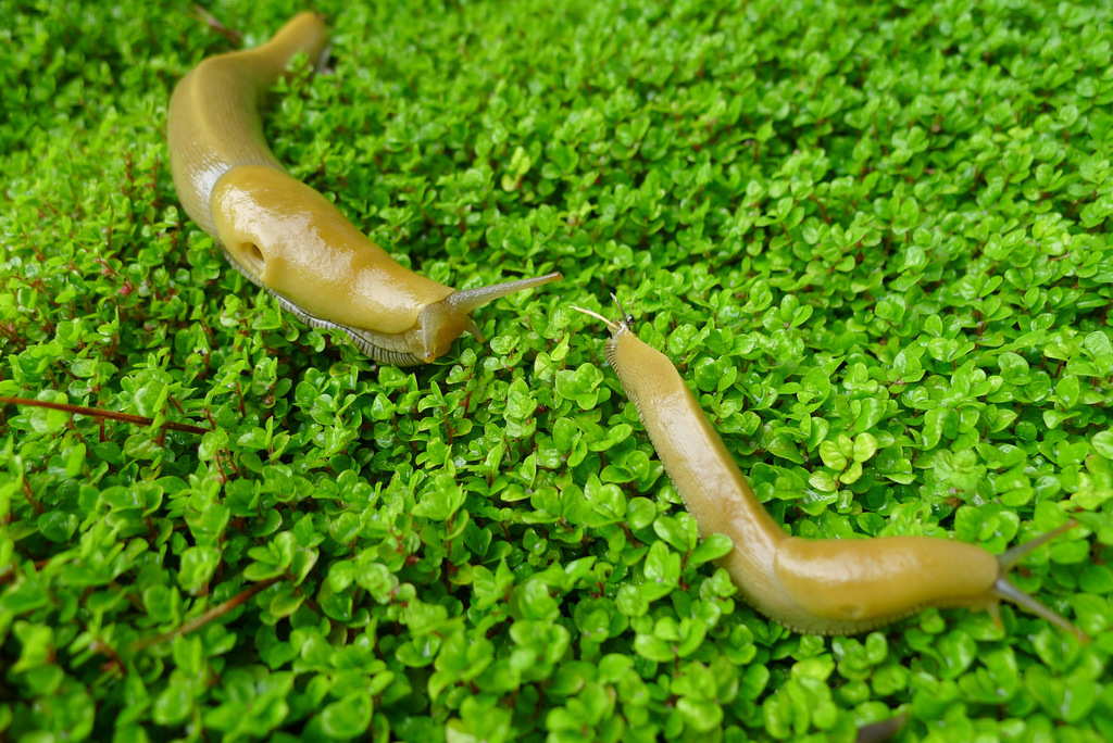 Snail Object Detection Dataset By Nbduy