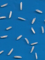 Sort and scan - Roboflow Universe