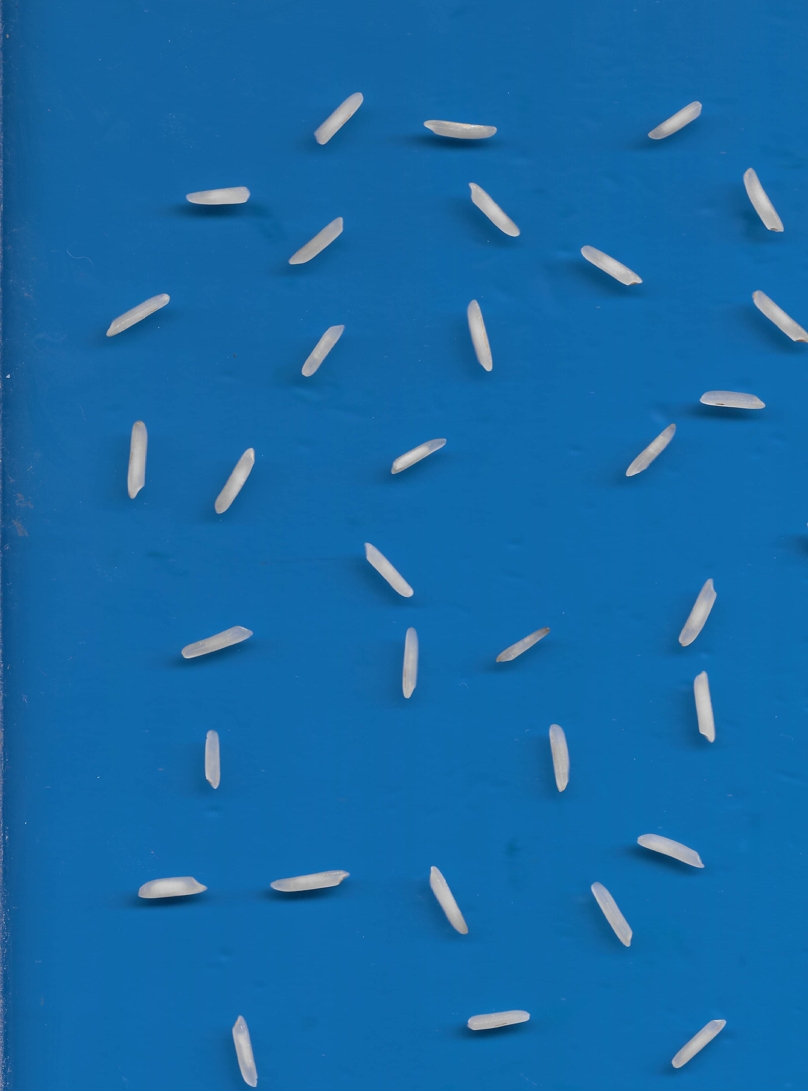 Grains Annotation Object Detection Dataset And Pre Trained Model By Sort And Scan