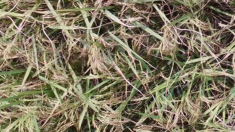 rice panicle Object Detection Dataset by Rice Panicle