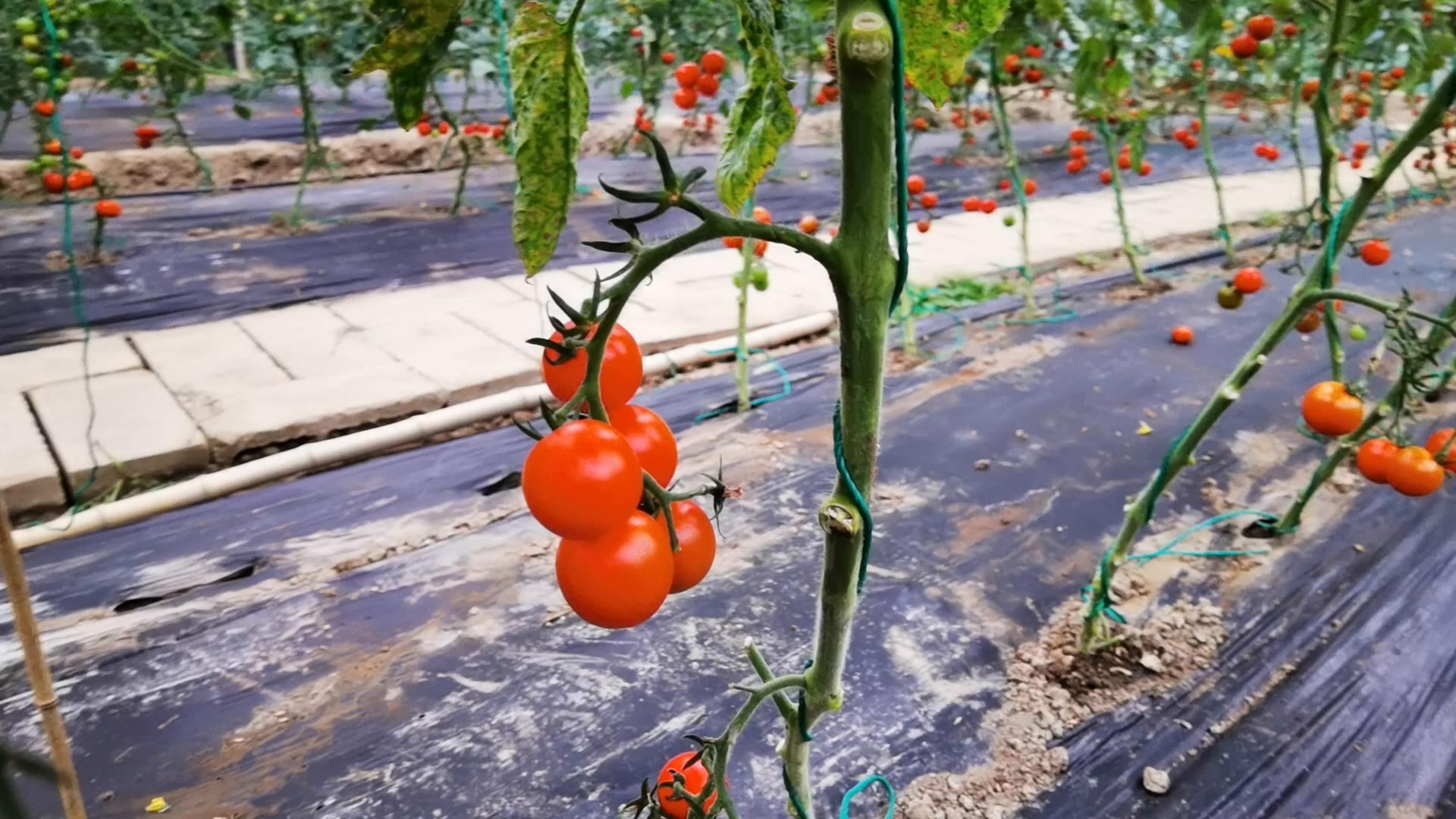 tomato-merge Instance Segmentation Dataset by My Projects