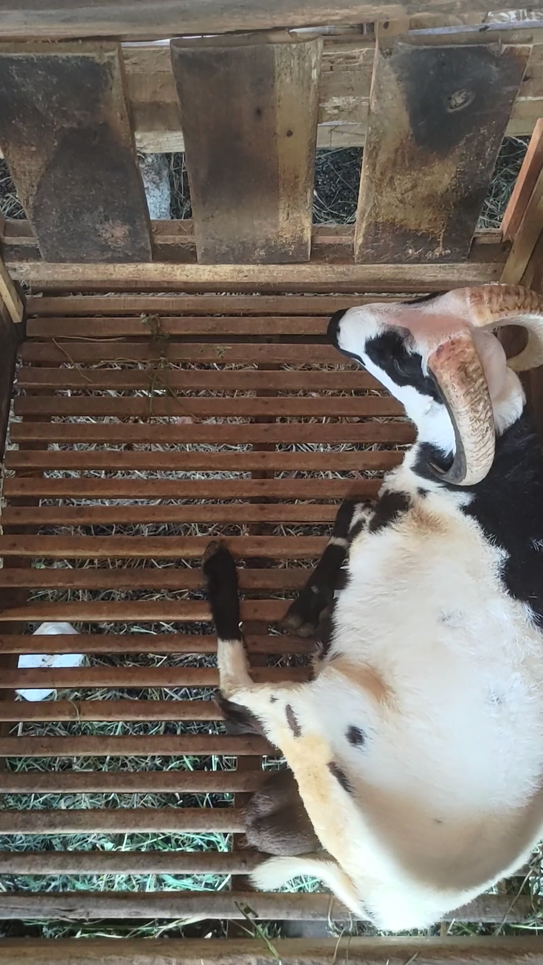 Goat Detection Object Detection Dataset by Modern Farm