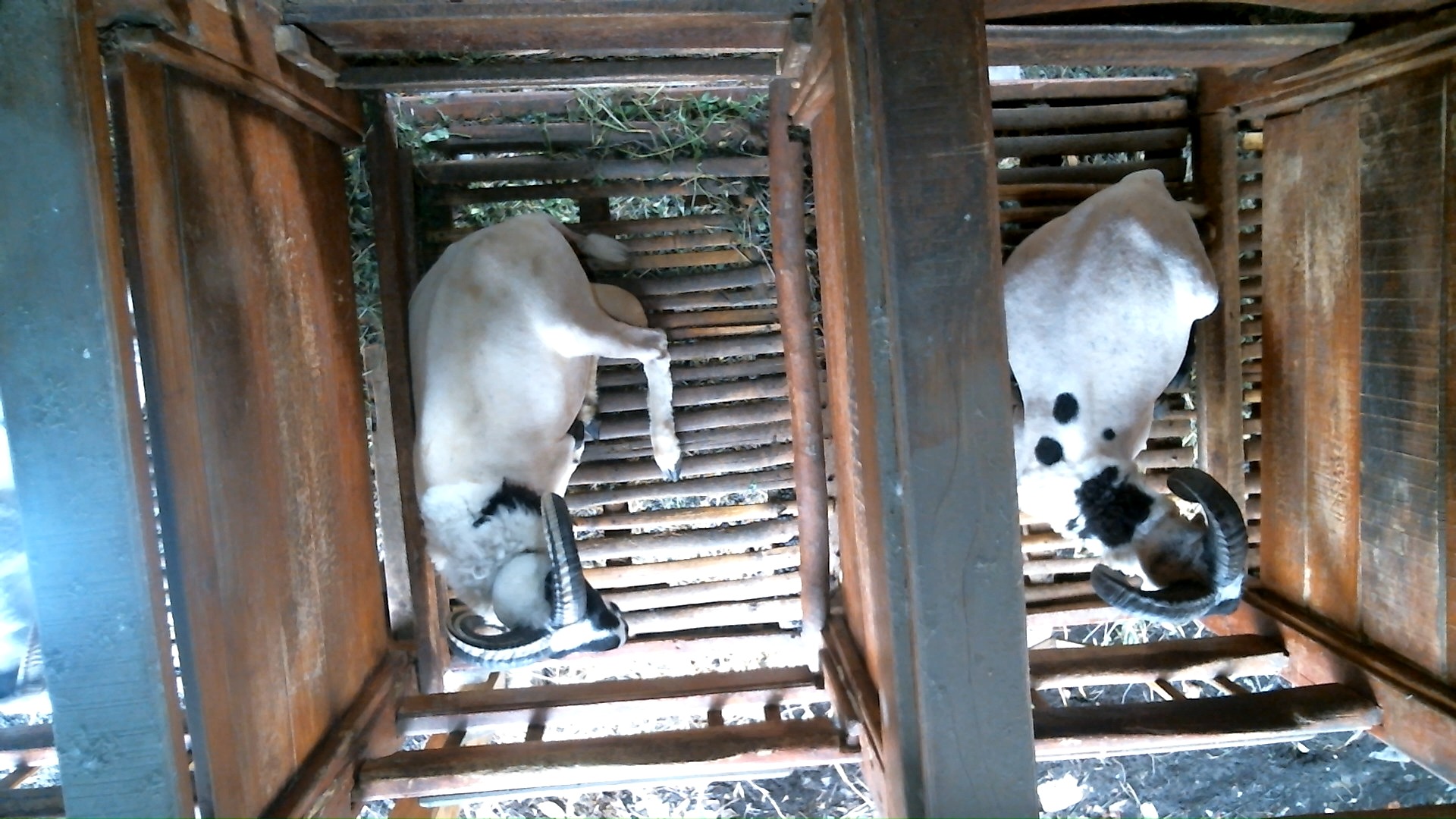 Goat face above Instance Segmentation Dataset by Modern Farm