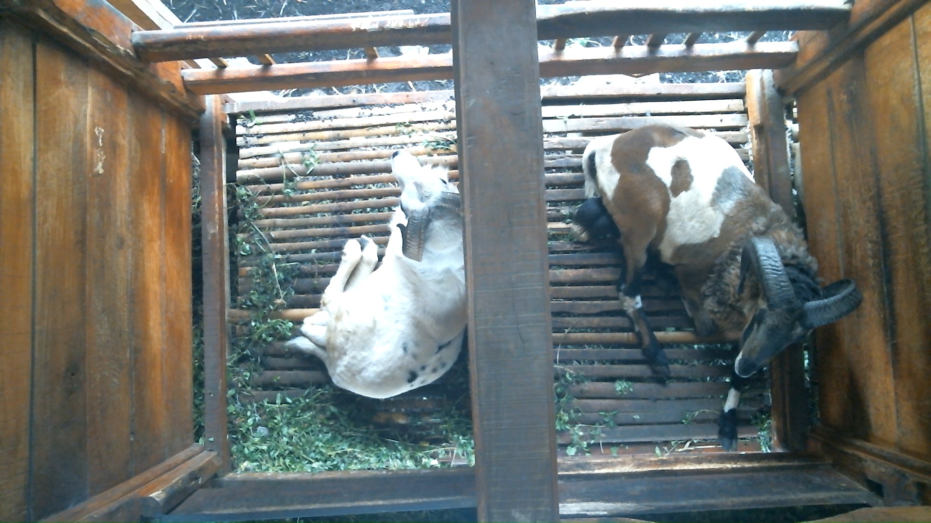 Sheep face above Instance Segmentation Dataset by Modern Farm