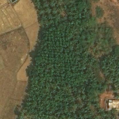 Forest Detection Object Detection Dataset and Pre-Trained Model by Corn