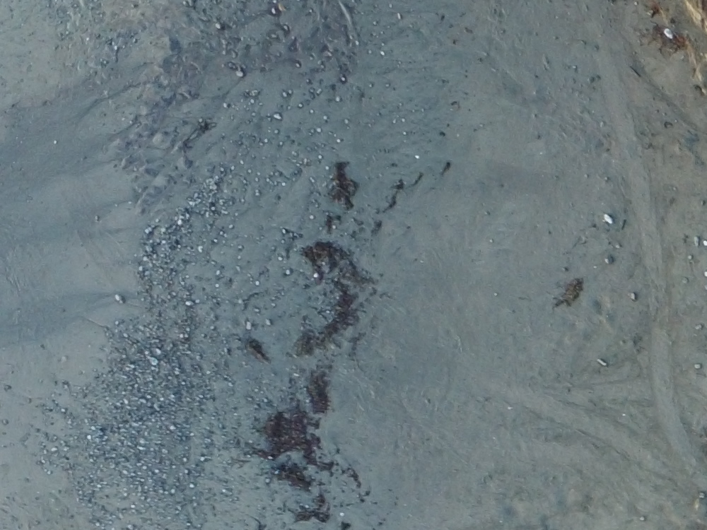 Seals Training Object Detection Dataset by Bridget W