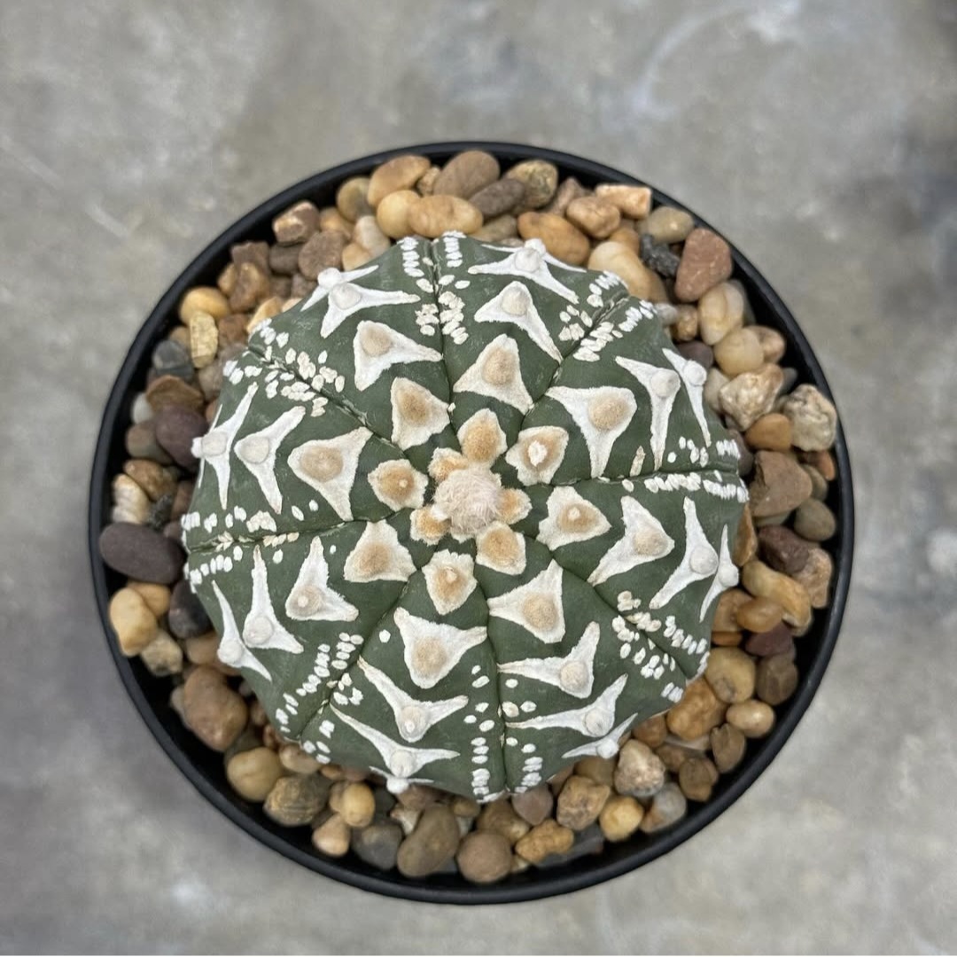 Astros_Seg Instance Segmentation Model by Astro Area