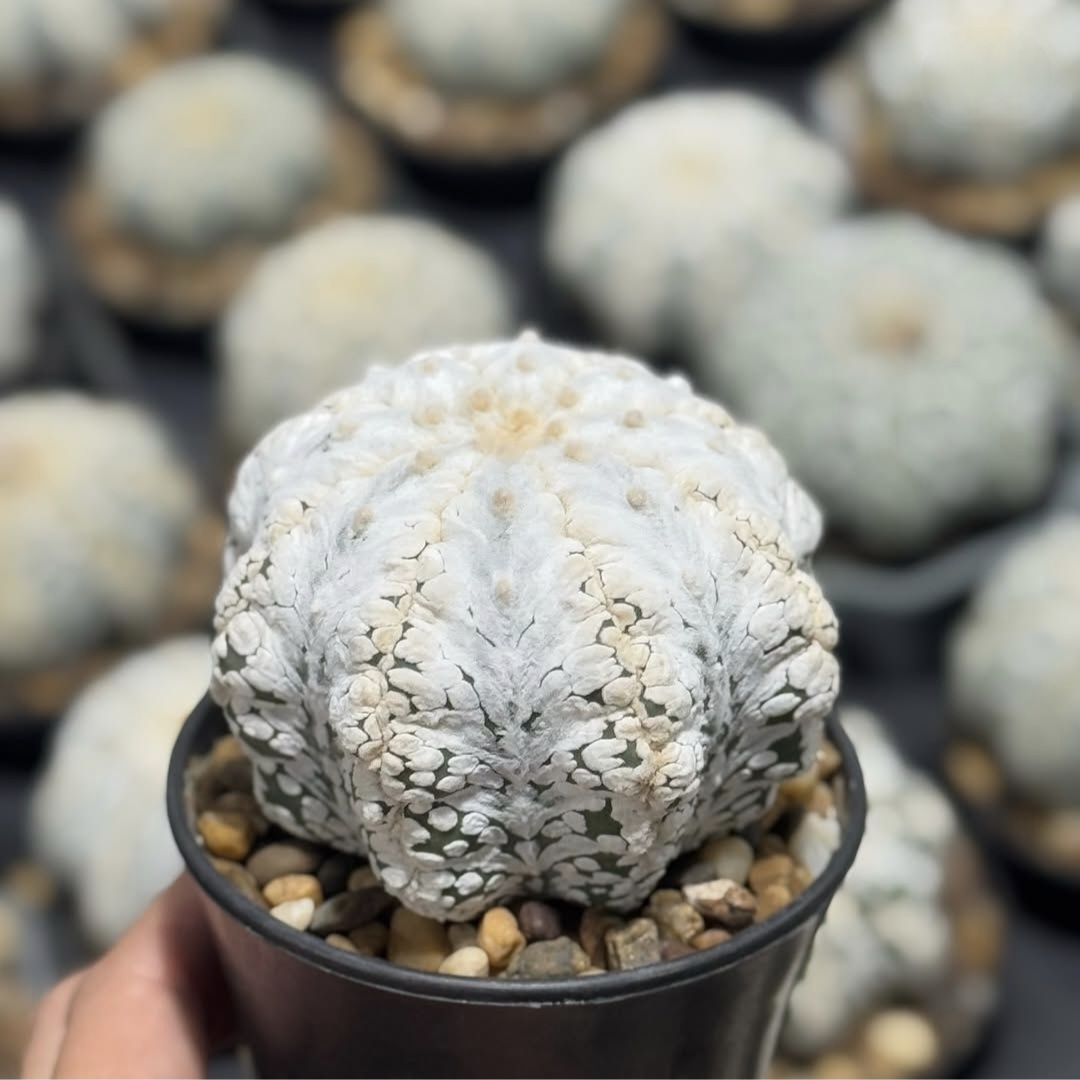 Astros Object Detection Model by Astro Area