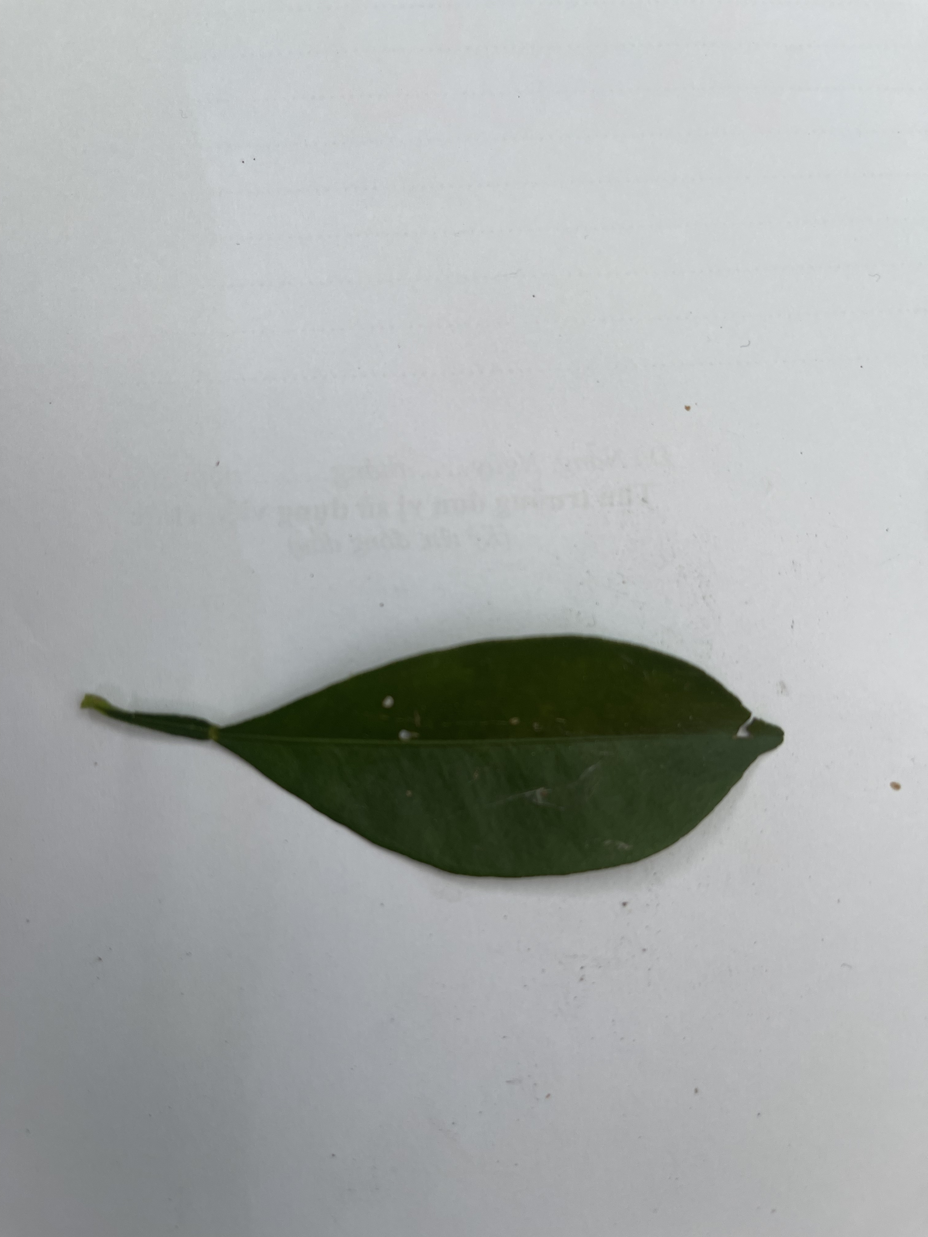 lemon-leaf Object Detection Dataset by training leaf