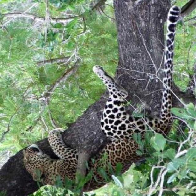 Detection-animals Object Detection Dataset by Posees