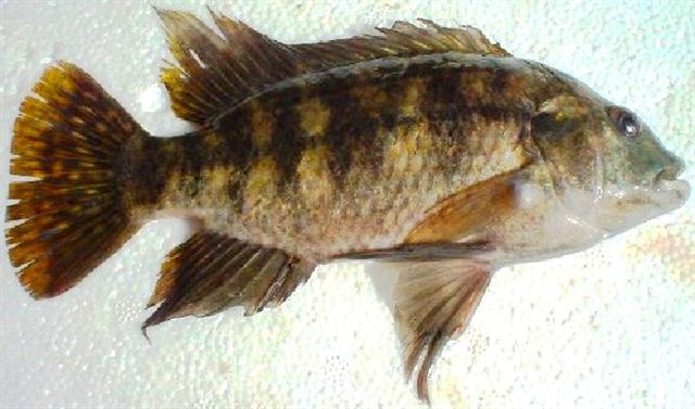 Tilapia Detection Object Detection Dataset and Pre-Trained Model by Bernardo