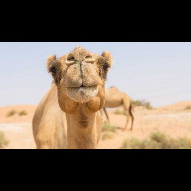 camel nose - Roboflow Universe