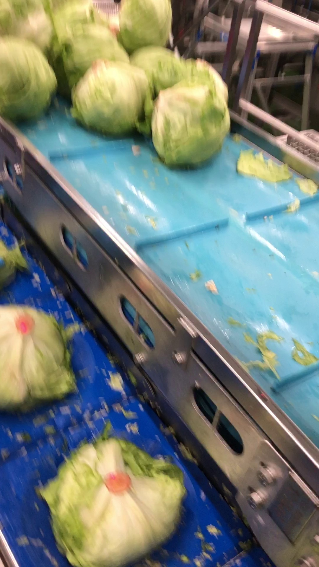 lettuce segmentation Instance Segmentation Model by lettuce