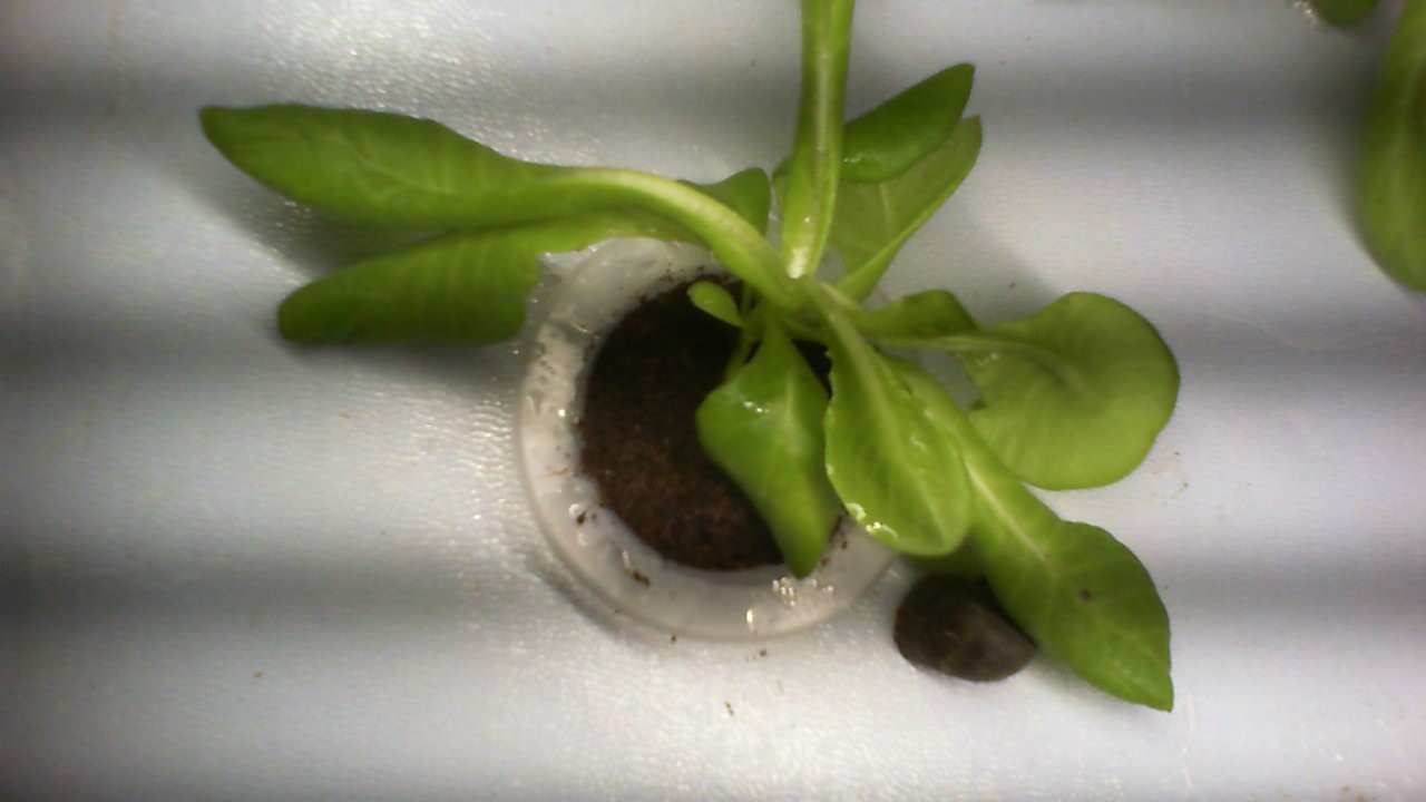 Slugs And Snail Detection Object Detection Dataset By Snails And Slugs