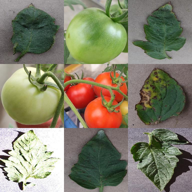 tomatoes Instance Segmentation Dataset and Pre-Trained Model by cvfinalproject2024