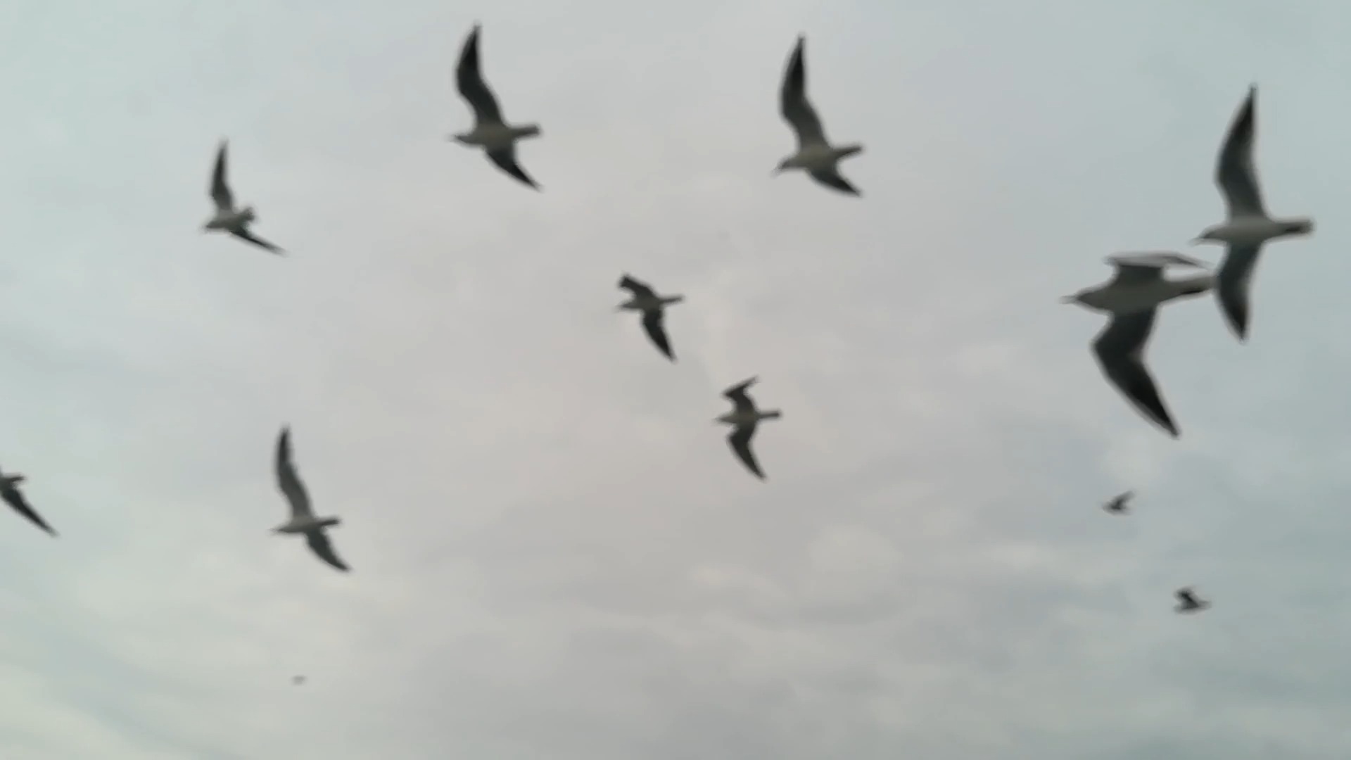 Bird_Only Object Detection Dataset and Pre-Trained Model by BIRD