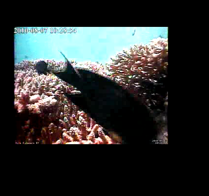 detection_fish Object Detection Dataset by cusat