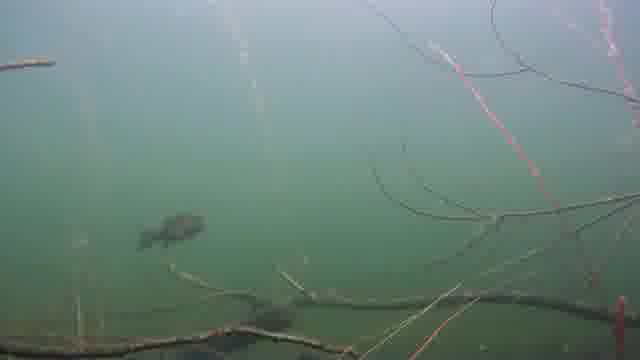 fish_tracking Object Detection Dataset by cusat