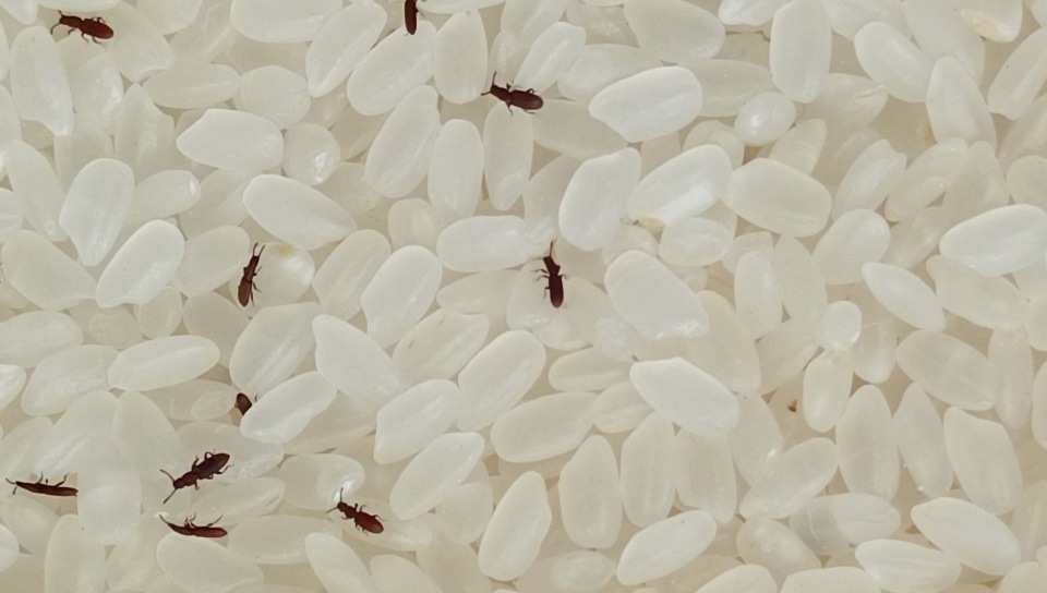 rice pests detection (grains) Object Detection Dataset and Pre-Trained ... rice pests detection (grains) Object Detection Dataset and Pre-Trained ...