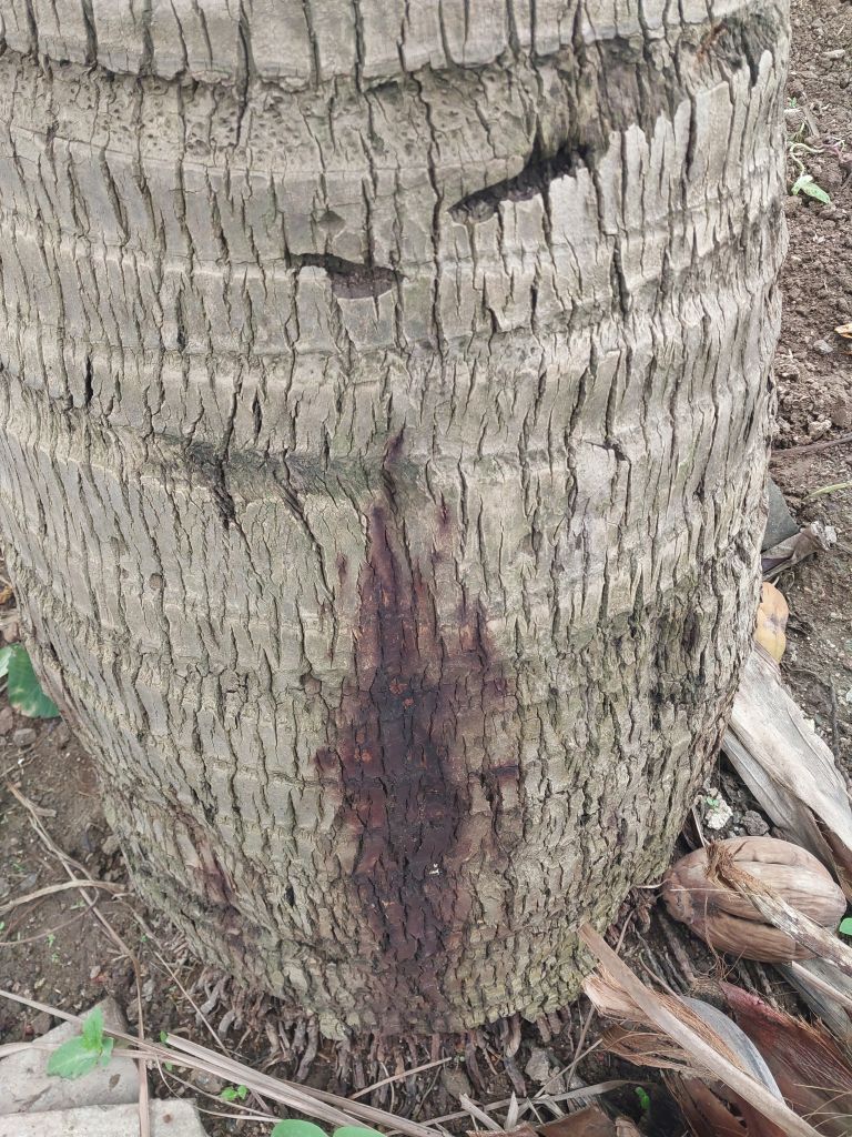 Coconut Tree Disease Dataset Classification Model By Senith