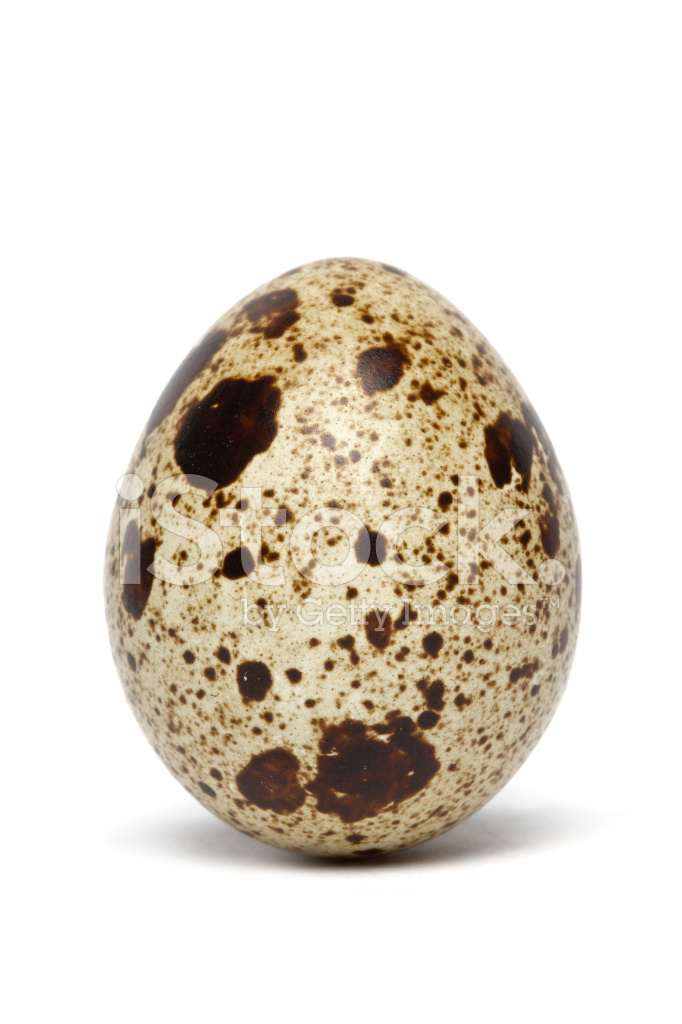 How to Use the egg quality grading Object Detection API