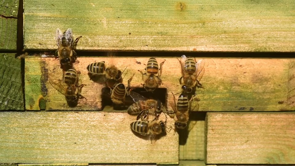 How to Use the Bee Pose Keypoint Detection API