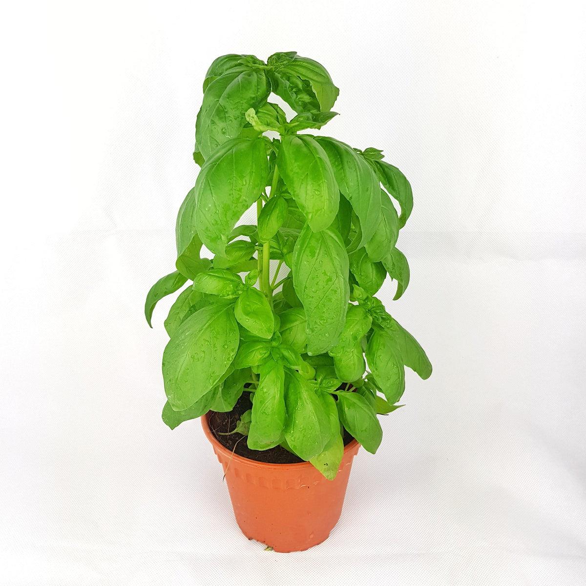 BasilRecognition Object Detection Dataset by Twan van Noorloos