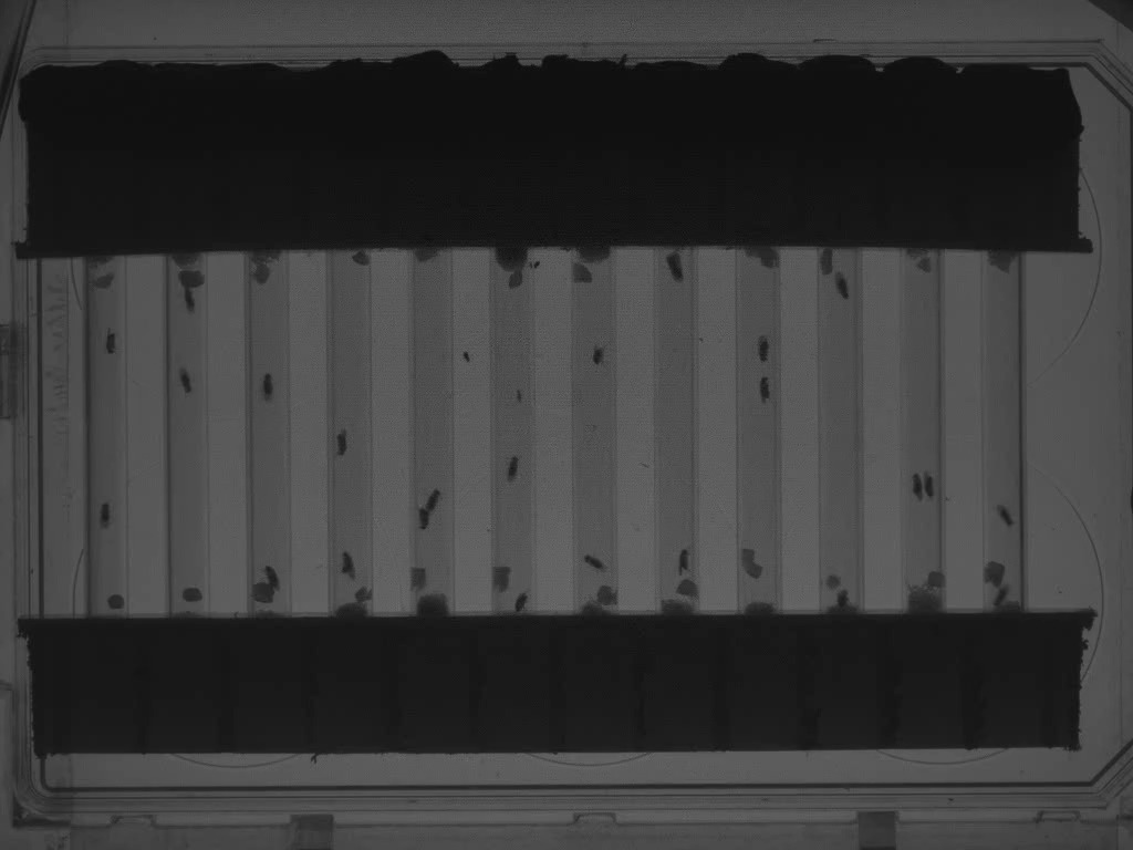 Fruit fly Object Detection Model by SocialFly