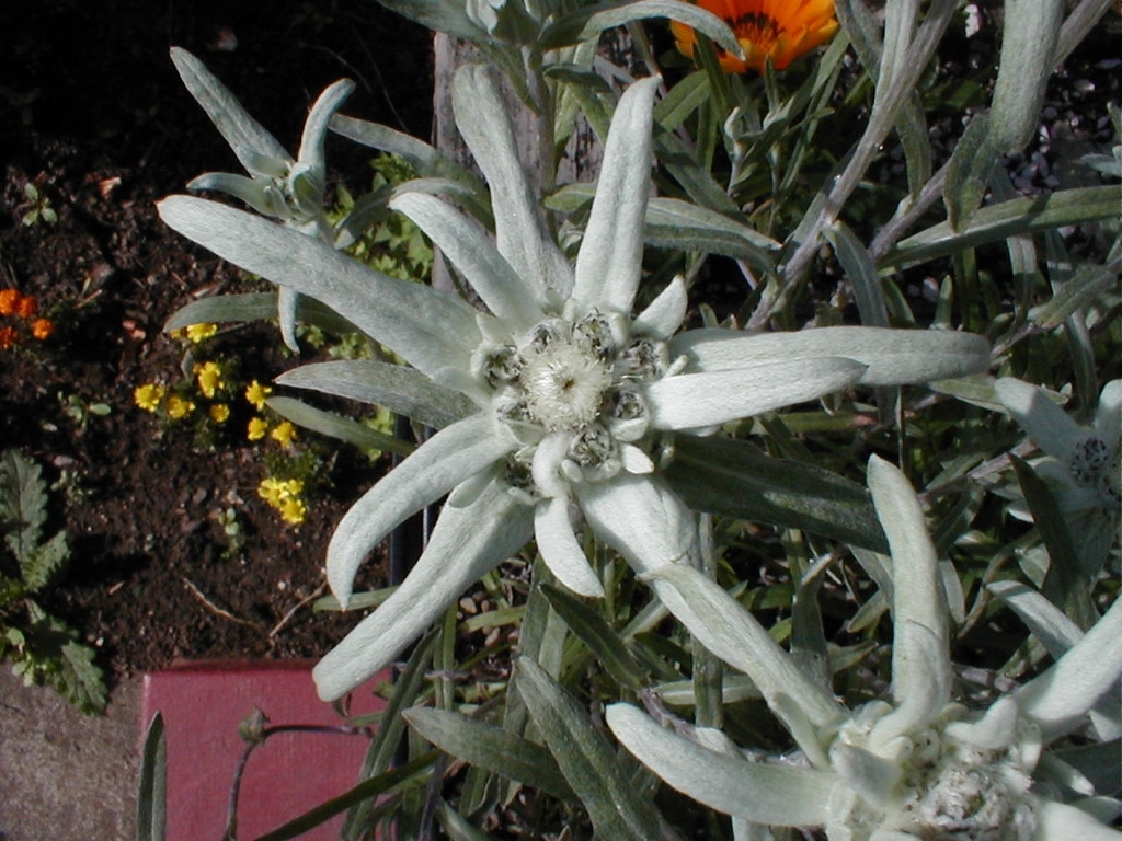 flower Object Detection Model (v2, 2025-02-02 11:04am) by flower