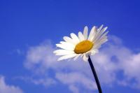 543 Project - Roboflow Universe