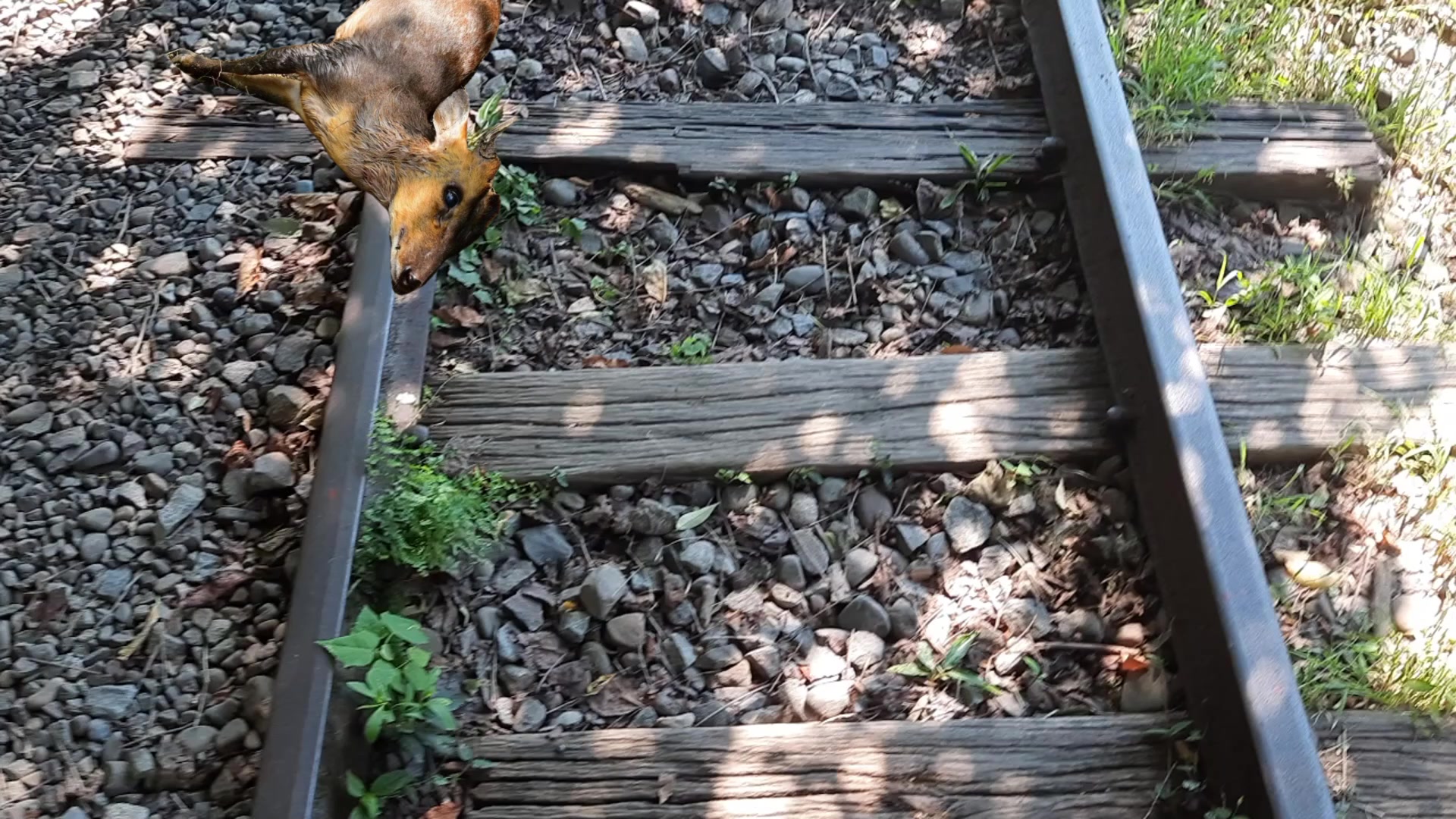 Animal Object Detection Model by Animal