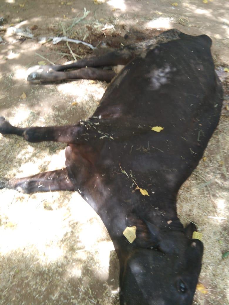 dead cattle Object Detection Dataset by Animal