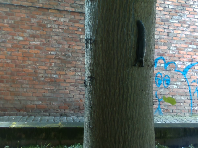 Fake Slugs - Environment Object Detection Dataset and Pre-Trained Model ...