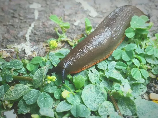 Real Slugs - Online Object Detection Model by Slug
