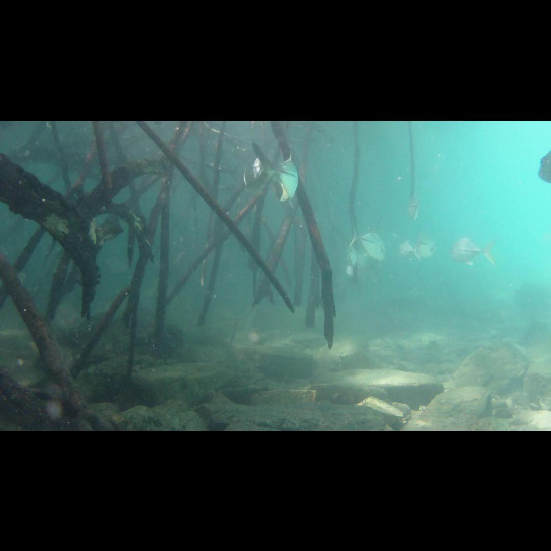 DeepFish Object Detection Model by Brrrrrrr