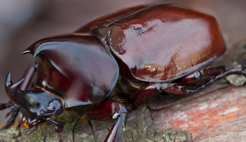 Class beetle Classification Dataset and Pre-Trained Model by animal