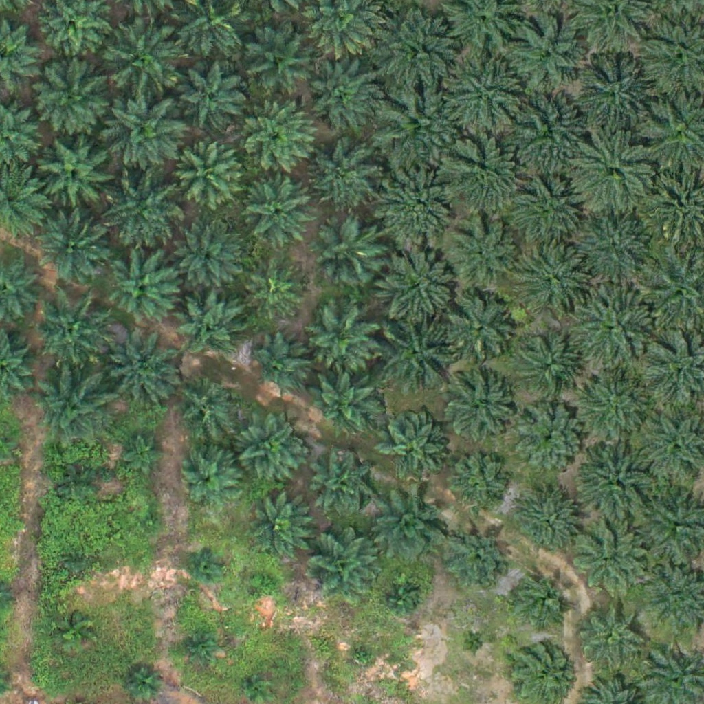 Palm Object Detection Dataset by Project AI