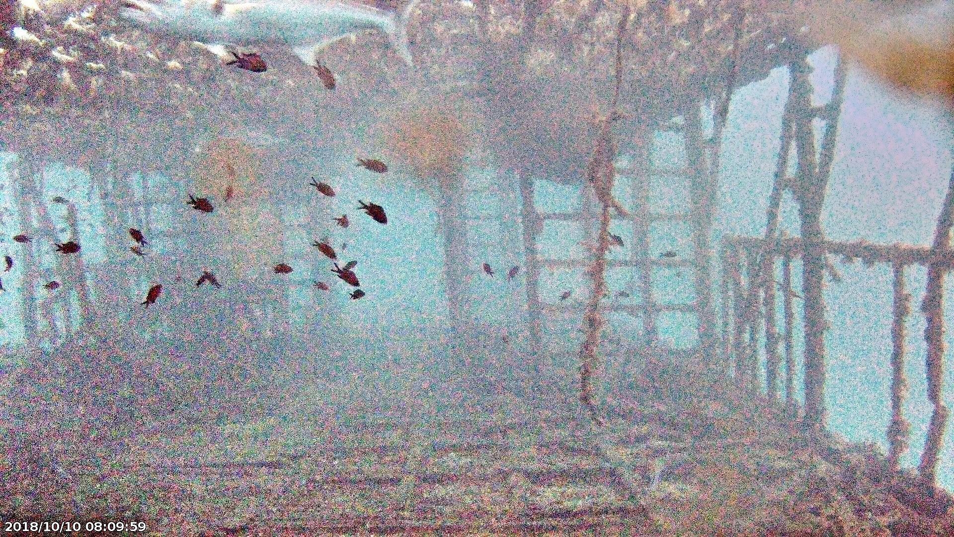 peixos-fish-eyltk-fsod-rpno Object Detection Dataset by Roboflow 100-VL FSOD