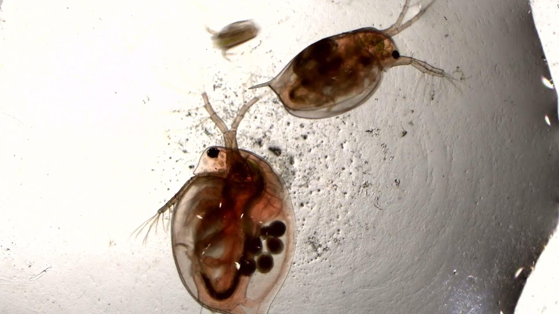 exploratorium-daphnia-iacgs-5s9ur-fsod-qibo Object Detection Dataset by Roboflow 100-VL FSOD